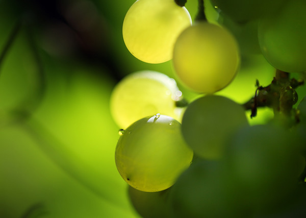 AM FRESH 集团收购 Fruit-X 的控股权，以引领品种创新并重新定义在亚洲的农产品体验