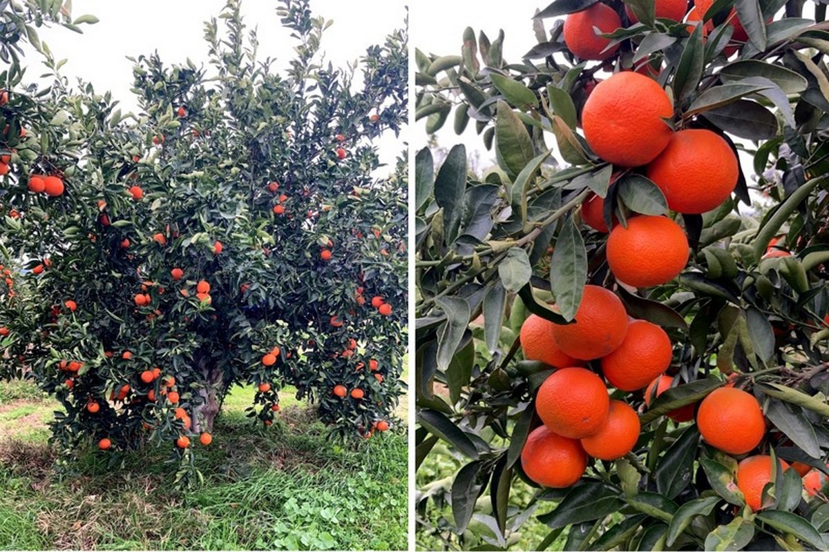 “当我们发现Leanri品种时，我们立刻被说服了”