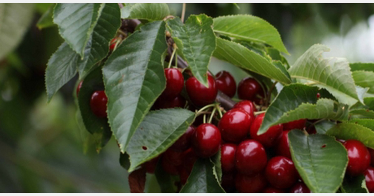 澳大利亚：BiteRiot!准备将樱桃直接空运至中国市场