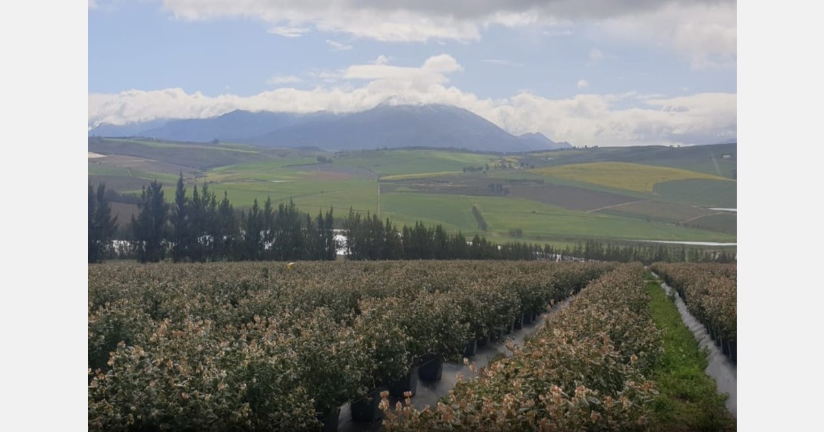"西开普省的许多蓝莓种植者将放弃种植"