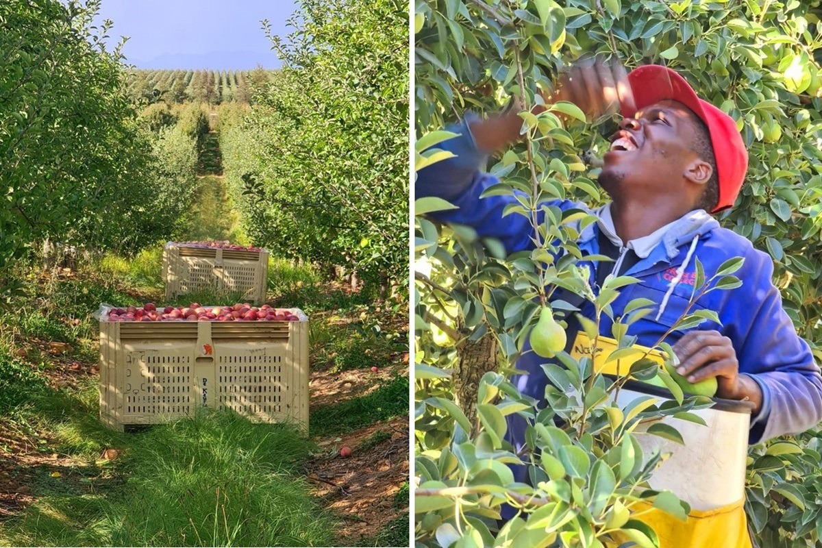 Koue Bokkeveld 种植及出口商的乐观与现实并存