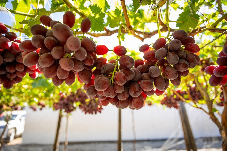 Grape Evolution 的来访标志着南非 Volcani Institute 鲜食葡萄品种的新纪元