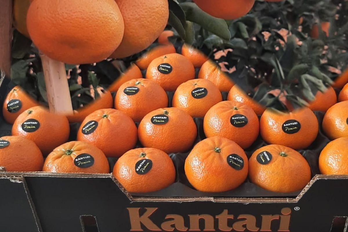 Nadorcott 柑橘首次在Berkane 投产