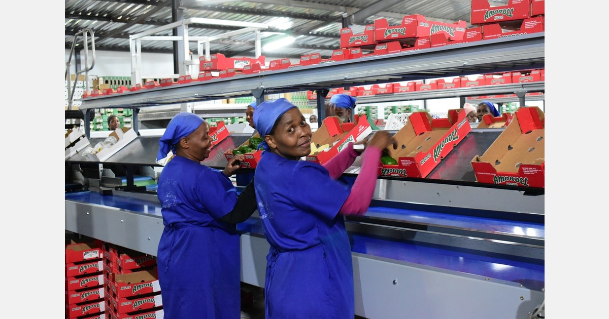 Levubu 牛油果公司经历了一个复杂的产季