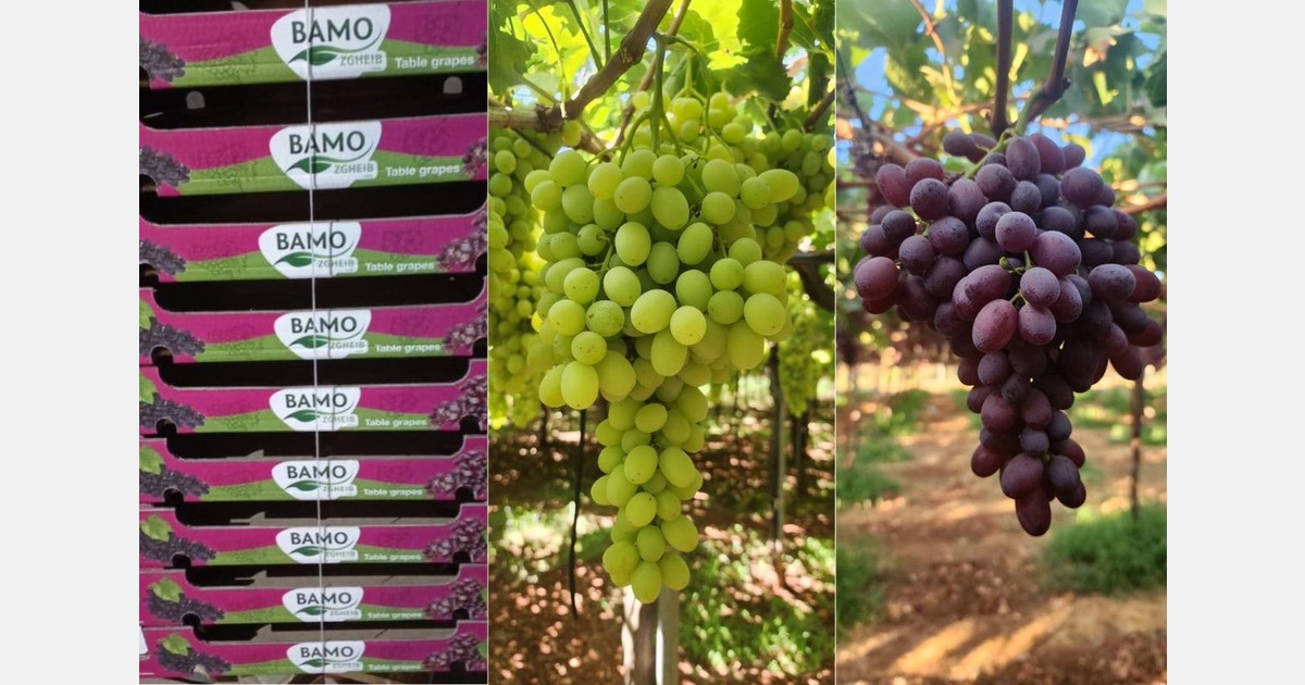 黎巴嫩鲜食葡萄产季进展缓慢