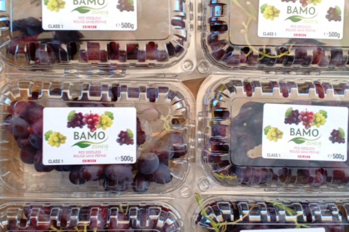 黎巴嫩鲜食葡萄产季进展缓慢