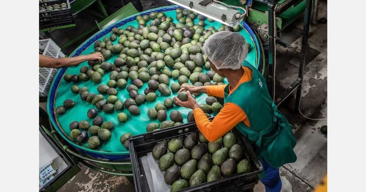 “奇异果现在的地位，就像三年前的牛油果一样”