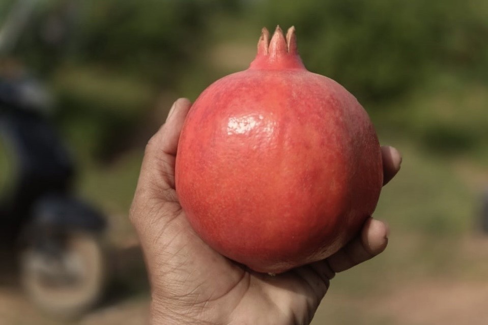 “印度在 2025-2026 产季的前 9 个月出口了价值 5,300 万美元的石榴”