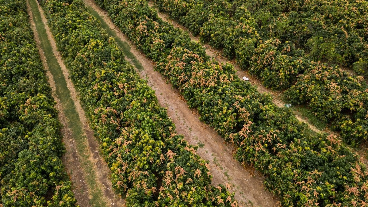 “芒果在北半球越来越出名，这带来了新的机遇”