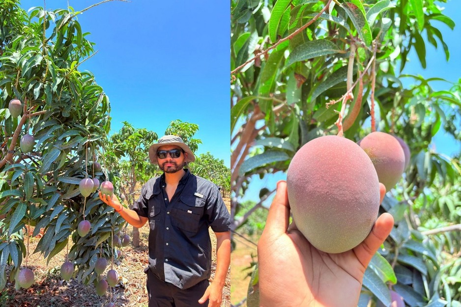 秘鲁芒果生产商预计在供应少、需求高的一年中价格将保持稳定