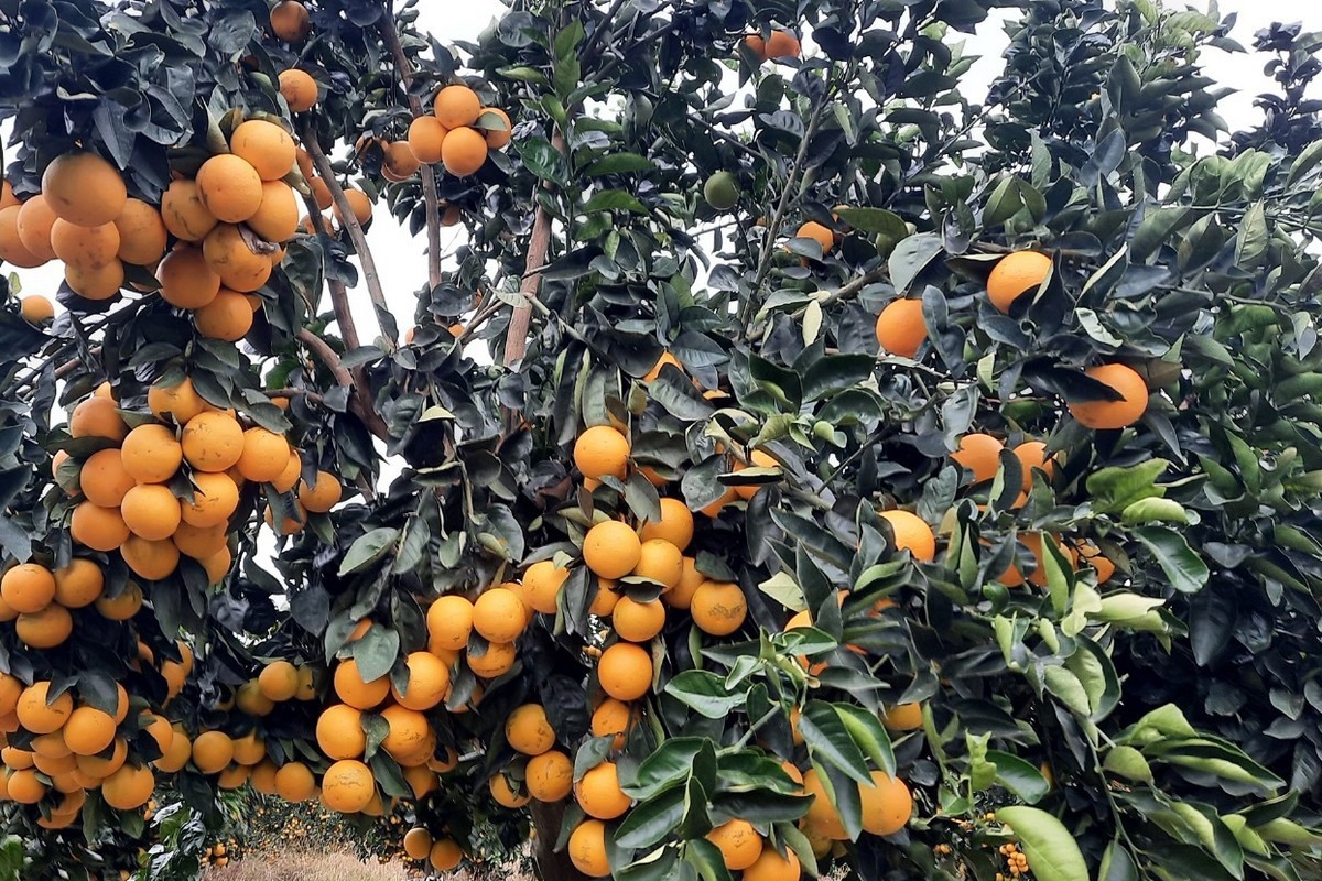 "乌拉圭新橙子品种旨在提升该领域的竞争力"