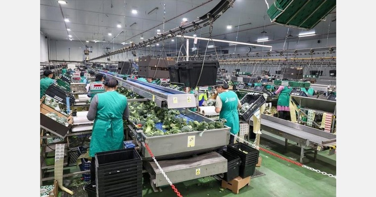 由于持续降雨，西班牙东南部十字花科蔬菜、生菜和洋蓟的供应有限