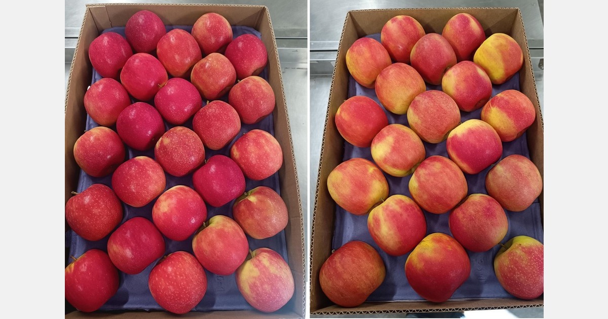 智利苹果面临充满挑战的产季，欧洲市场压力不断增加，而新兴市场则蕴藏着机遇