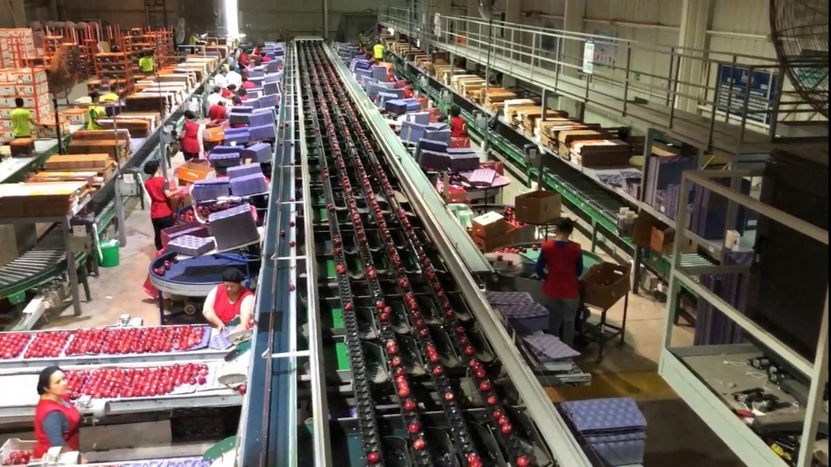 智利苹果面临充满挑战的产季，欧洲市场压力不断增加，而新兴市场则蕴藏着机遇